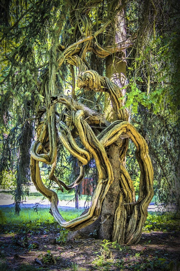 Clinging roots stock image. Image of roots, peace, autumn - 32535655