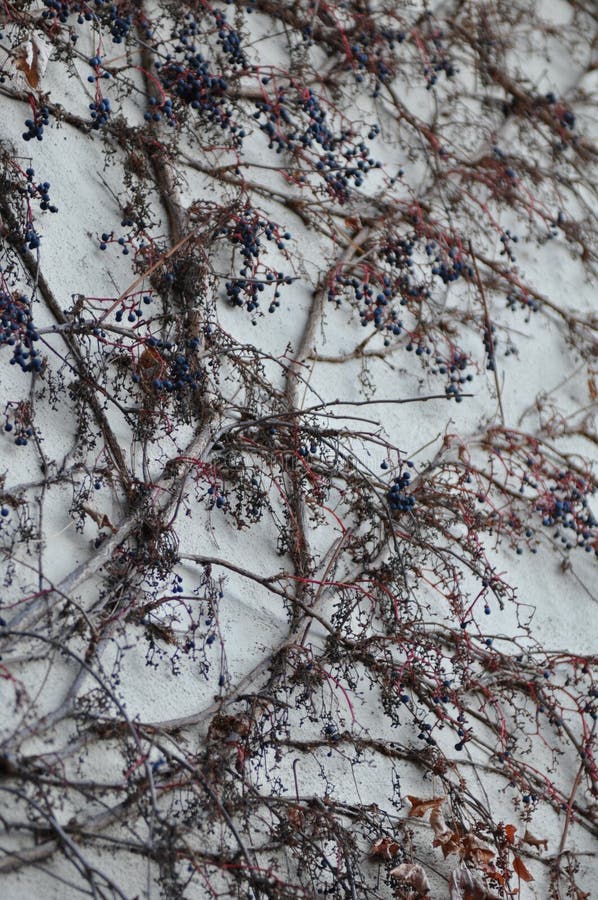 Clinging Vines on a Tree Trunk Stock Photo - Image of nature, natural ...