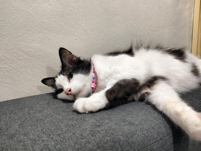 Clingy cat at sofa stock image. Image of nose, whiskers - 267954227