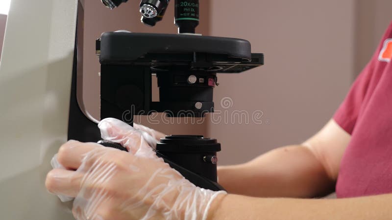 Clinical Microbiologist Uses Microscope for Sample Observation Using PC ...