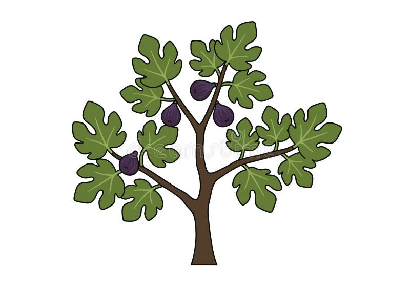 Fig Tree Clip Art Stock Photos - Free & Royalty-Free Stock Photos from ...