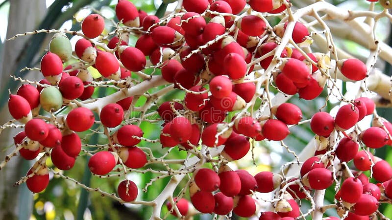 Gum Tree with Seed Pods and Leaves Stock Footage - Video of botanical ...