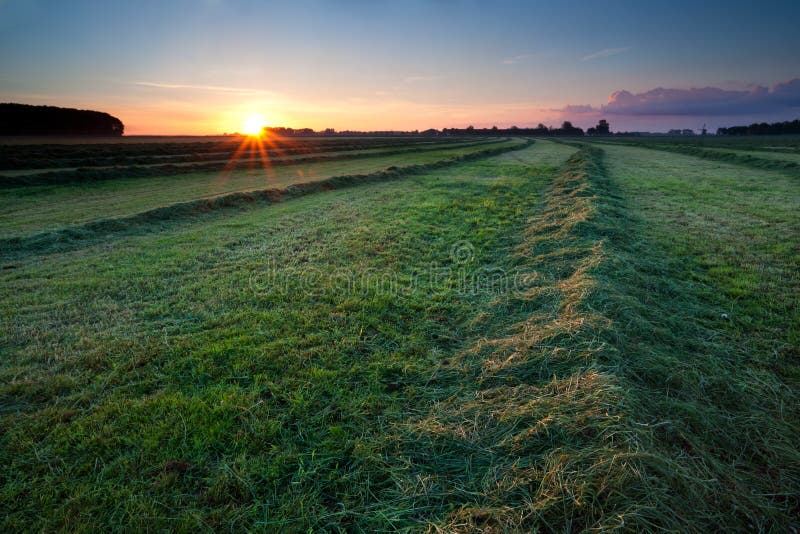 935 Early Morning Hay Field Stock Photos - Free & Royalty-Free Stock ...
