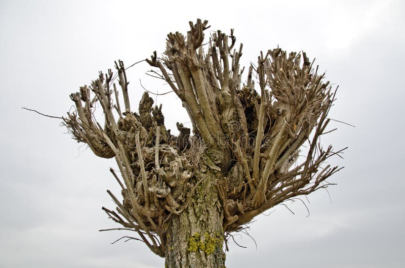 145 Tree Crippled Stock Photos - Free & Royalty-Free Stock Photos from ...