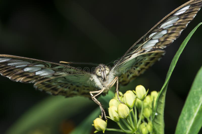 Clipper Butterfly stock image. Image of insect, plant - 28855007
