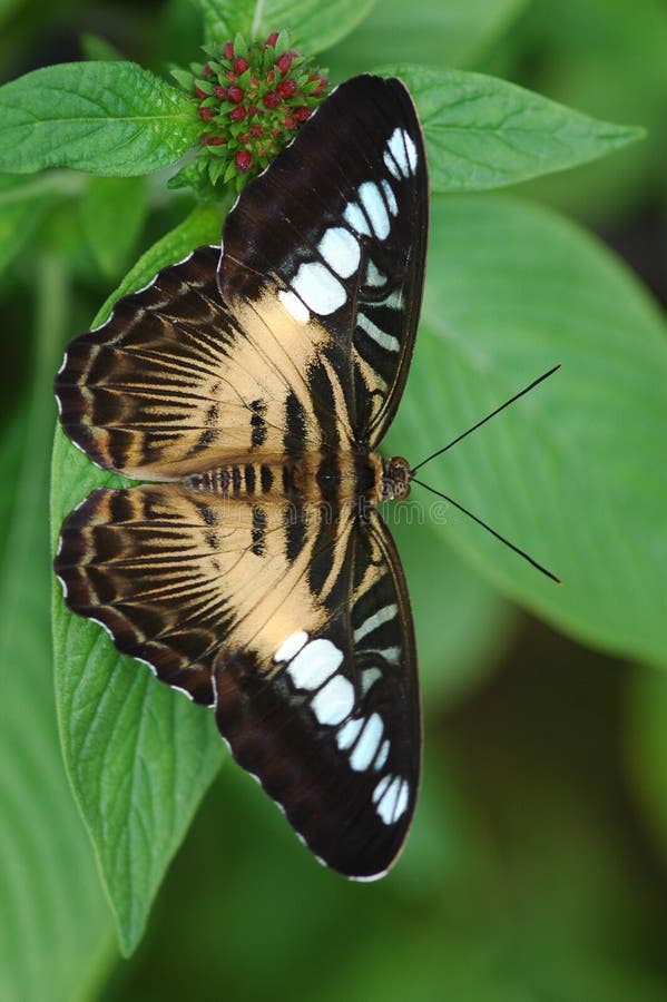 Clipper Butterfly stock image. Image of fragility, antenna - 6346647
