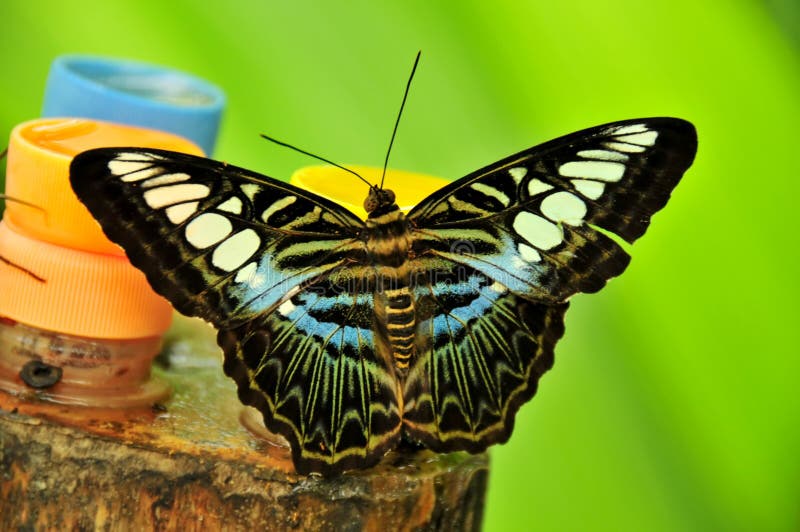 Clipper butterfly stock photo. Image of lepidoptera, wings - 7172572