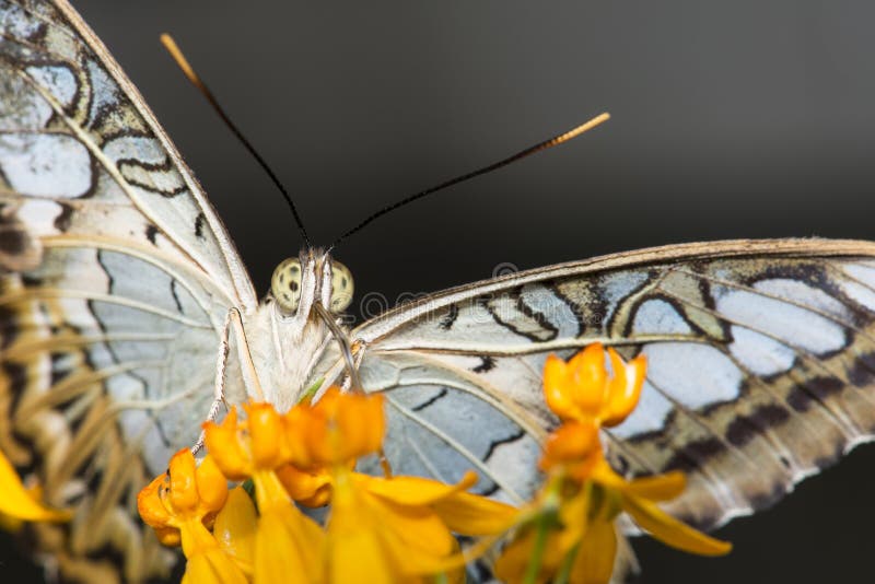 Clipper Butterfly Macro stock image. Image of insect - 28854895