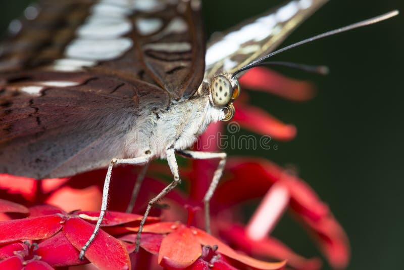 Clipper Butterfly Macro stock photo. Image of insect - 28854950