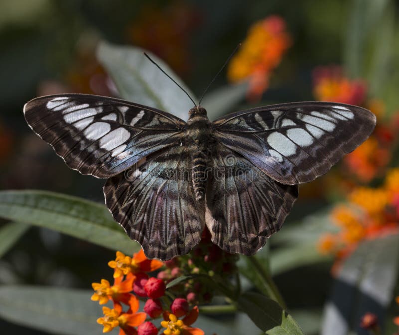 Clipper Butterfly Parthenos Sylvia Stock Photo - Image of butterflies ...