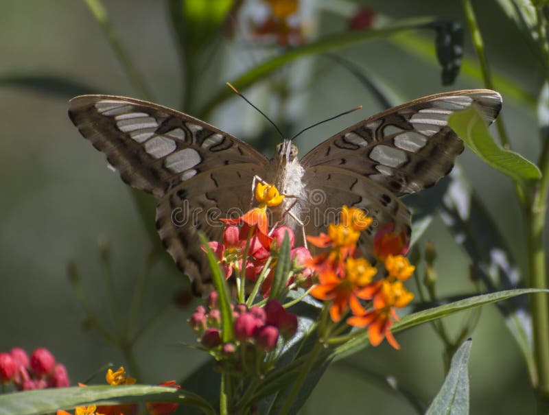 Clipper Butterfly Parthenos Sylvia Stock Image - Image of insect ...