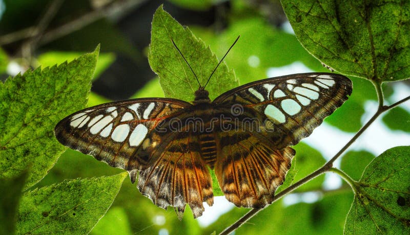 The Clipper , a Fast-flying Butterfly, on a Leaf Stock Photo - Image of ...