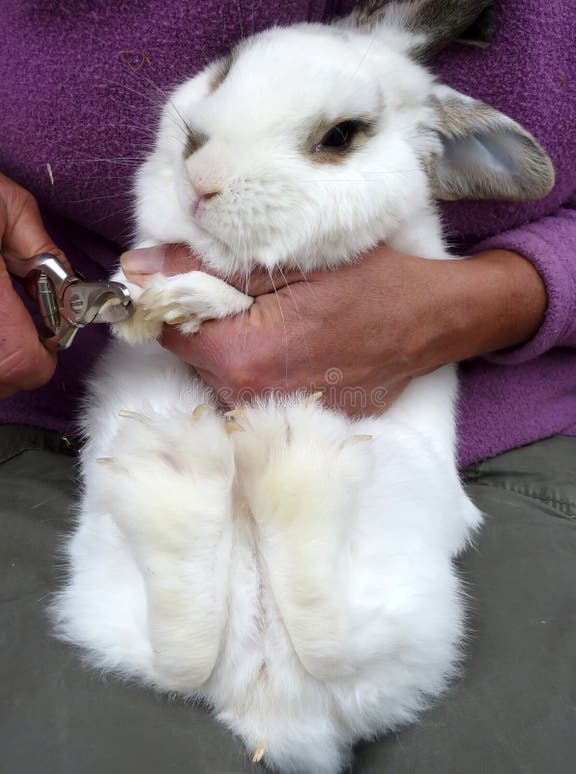 Clipping rabbit nails stock image. Image of long, white - 11181611