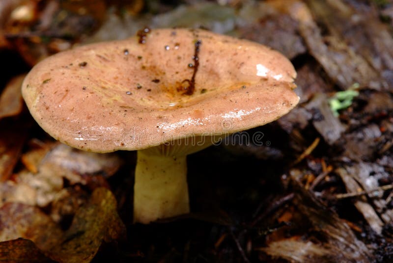 Trooping Funnel - Clitocybe Geotropa Stock Image - Image of cream ...