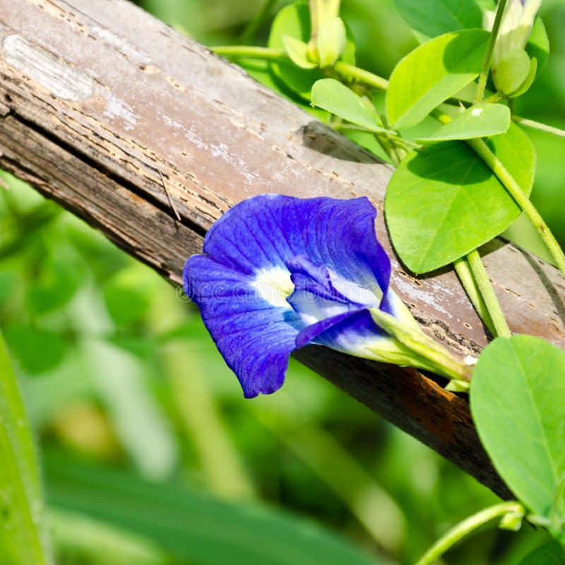 Clitoria ternatea stock image. Image of colorant, liana - 25666533