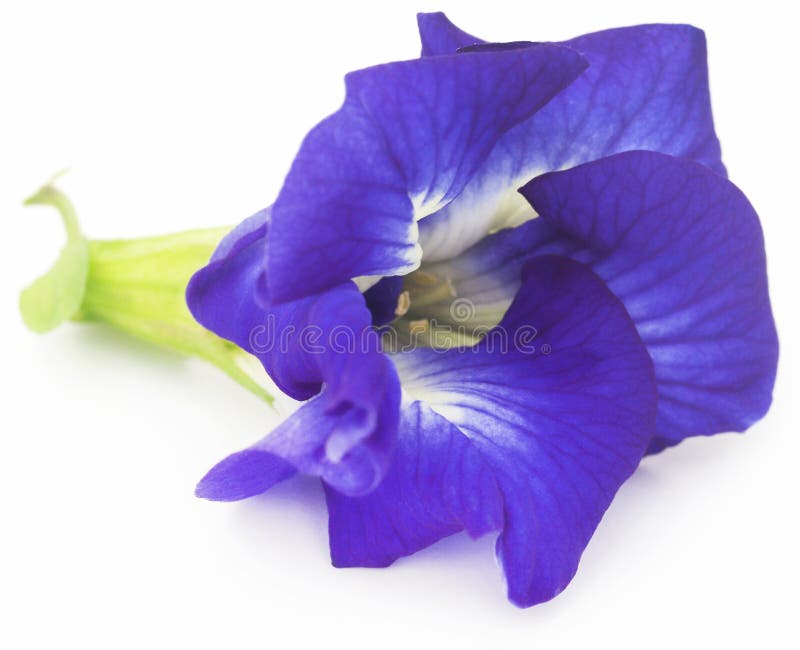 Clitoria Ternatea or Blue Aparajita Flower Stock Image - Image of ...