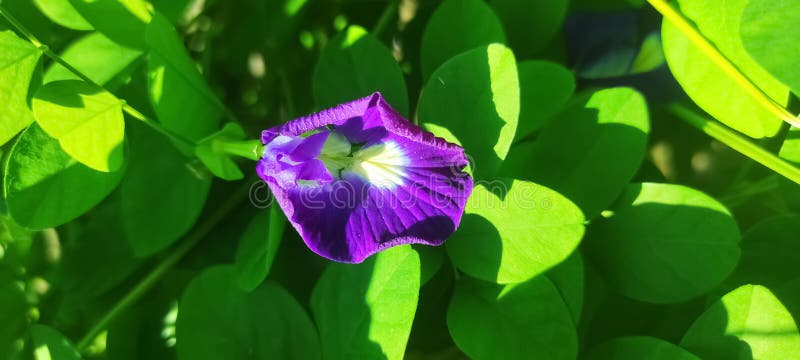 Clitoria Ternatea, Butterfly Pea Flower or Telang Flower Stock Image ...