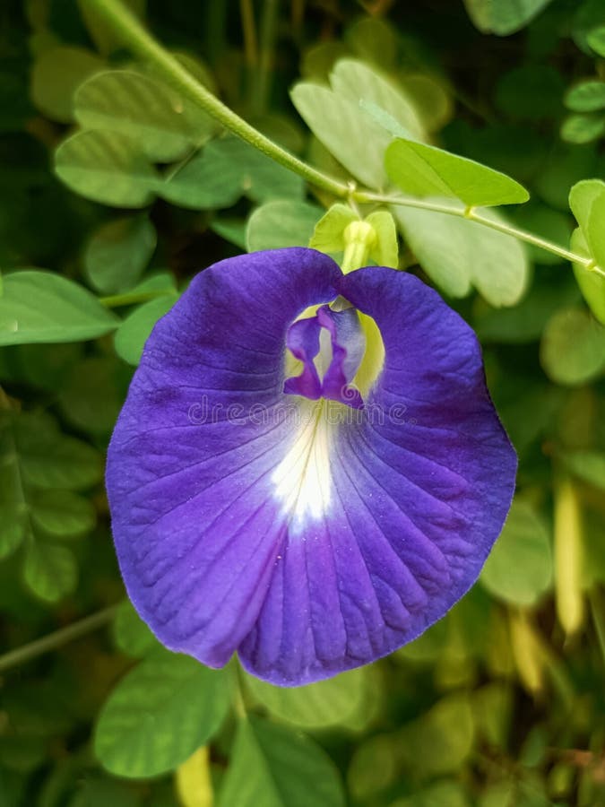 Clitoria Ternatea or Butterfly Pea is Herbal Plant from Ternate Stock ...