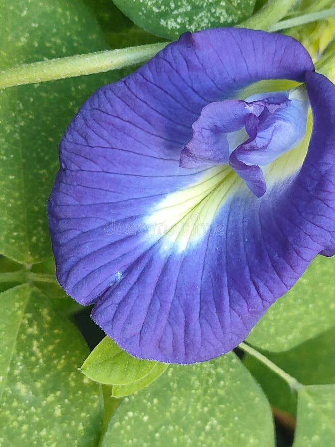 Clitoria ternatea flower stock photo. Image of petal - 381392514