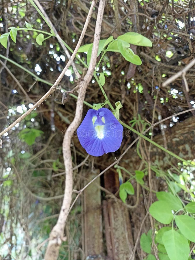 Clitoria Ternatea a Flower from Ternate Island Stock Photo - Image of ...