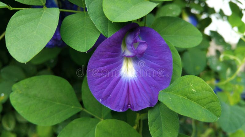 Clitoria Ternatea Flower on the Tree, Close Up Stock Image - Image of ...