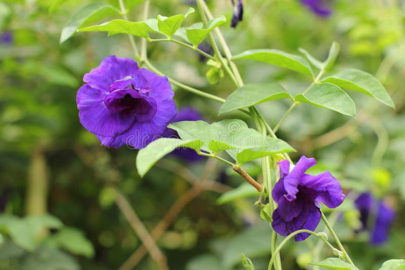 Clitoria Ternatea Flower. Nature Background Wallpaper, Stock Image ...