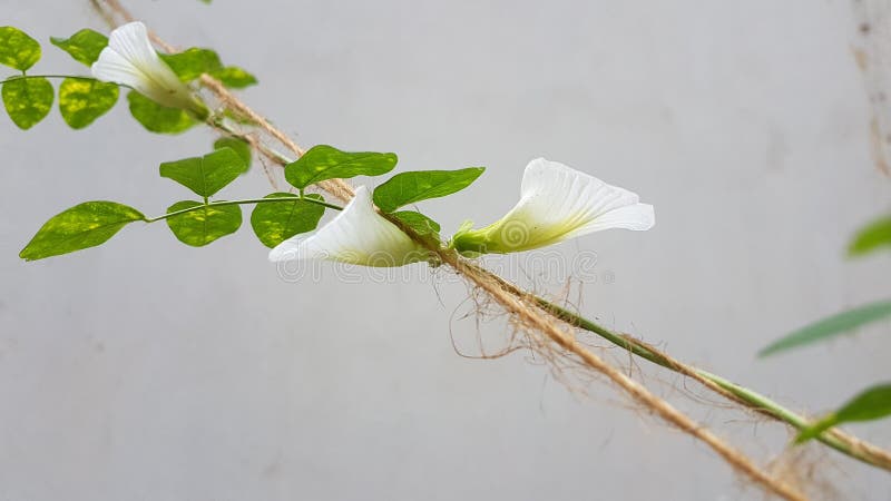 Clitoria ternatea stock image. Image of flowers, plant - 92762257