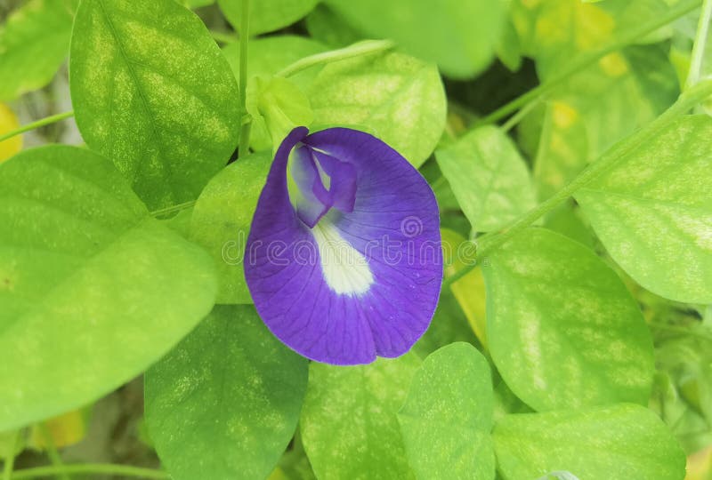 Clitoria Ternatea a Known As Kembang Telang Stock Photo - Image of ...