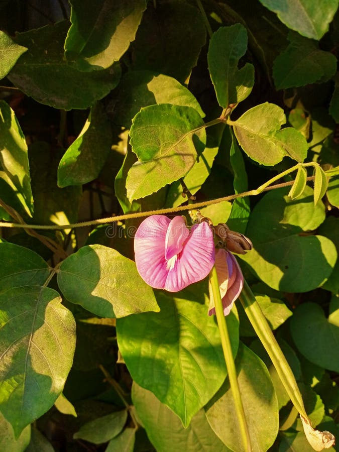 Clitoria Ternatea La Flor De Color Rojo Imagen de archivo - Imagen de ...