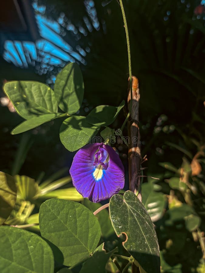 The Clitoria Ternatea Plants Stock Photo - Image of plants, purple ...