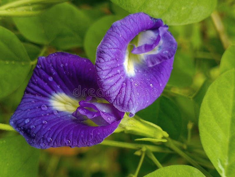 Clitoria Ternatea or Purple Butterfly Pea Flower Stock Photo - Image of ...