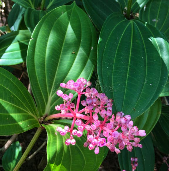 Clitoria Ternatea Tree and Flower Stock Photo - Image of korean, meats ...