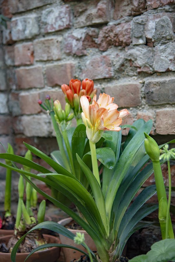 105 Clivia Pot Stock Photos - Free & Royalty-Free Stock Photos from ...