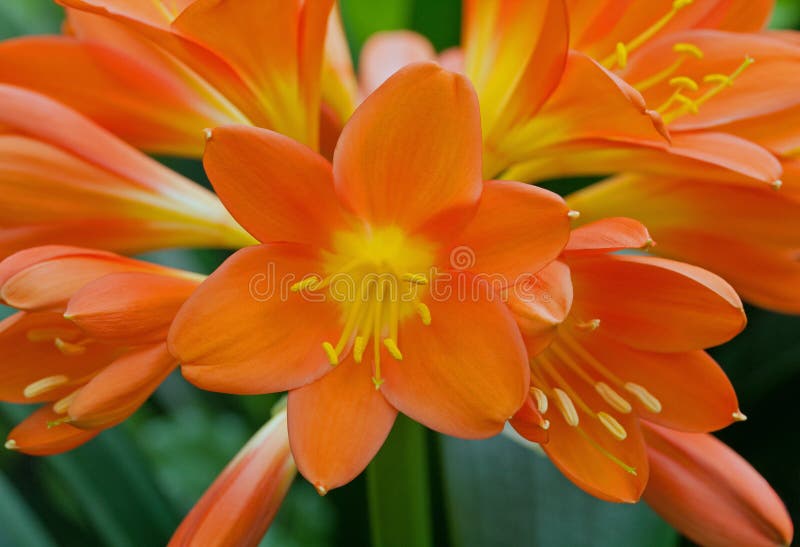 Clivia (Clivia miniata) stock photo. Image of flower - 69620618