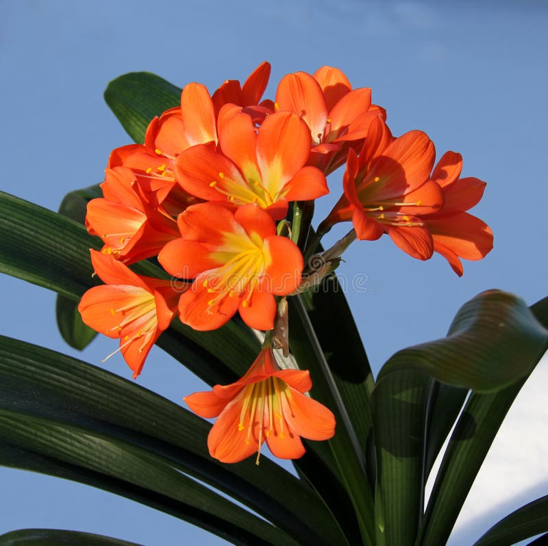 Clivia Miniata imagen de archivo. Imagen de nativo, verde - 50471929