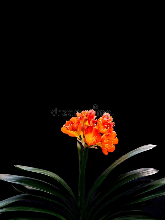 Clivia Miniata, Flower Wallpaper Stock Image - Image of beautiful, bush ...