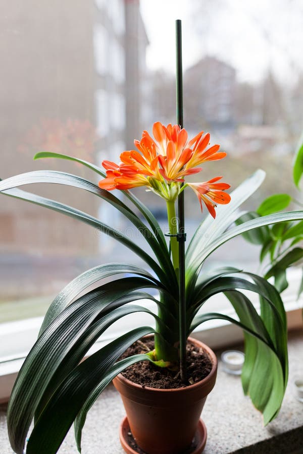 Clivia Miniata Flower Blooming Stock Image - Image of bloom, leaf ...