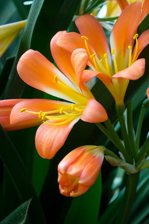 Clivia Miniata Flower Closeup Stock Photo - Image of flower, simplicity ...