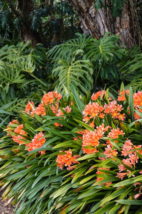 Clivia miniata flowers stock photo. Image of petals, garden - 60267618