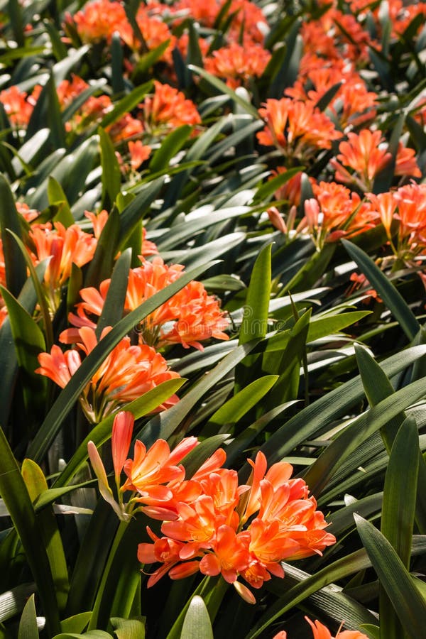 Clivia miniata flowers stock image. Image of bush, ornamental - 60363907