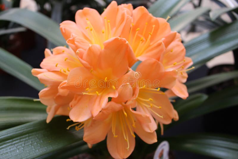 Clivia pastel stock photo. Image of colors, green, leaf - 94811048