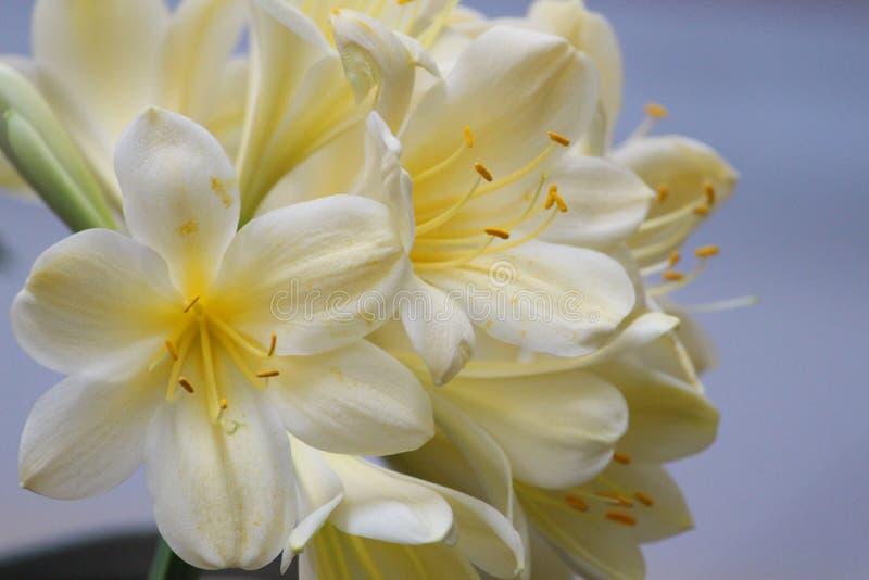 Clivia yellow stock photo. Image of late, biltong, centre - 94811296