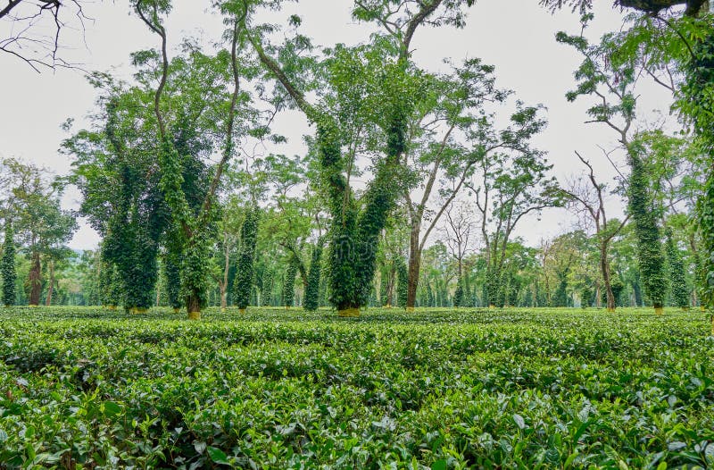 1,588 Tea Garden Assam Stock Photos - Free & Royalty-Free Stock Photos ...