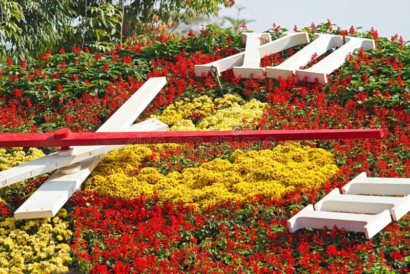 Clock flower stock image. Image of round, natural, numbers - 30358759