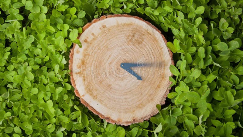 Clock Hands on a Tree Stump. CG Animation. Concept of Ecology and ...