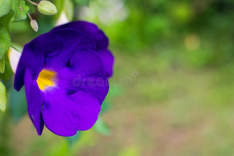 Clock Vine Thunbergia Mysorensis Stock Photo - Image of floral ...