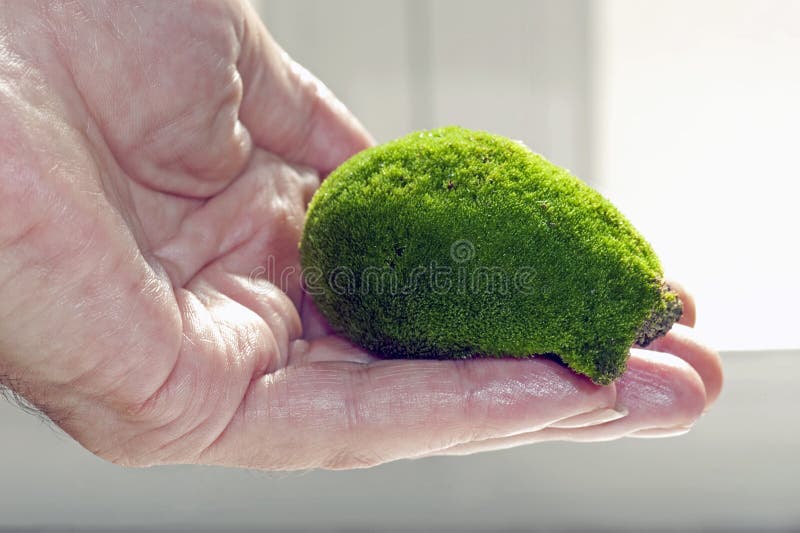 Clod stock image. Image of development, greenhouse, fragility - 12621569