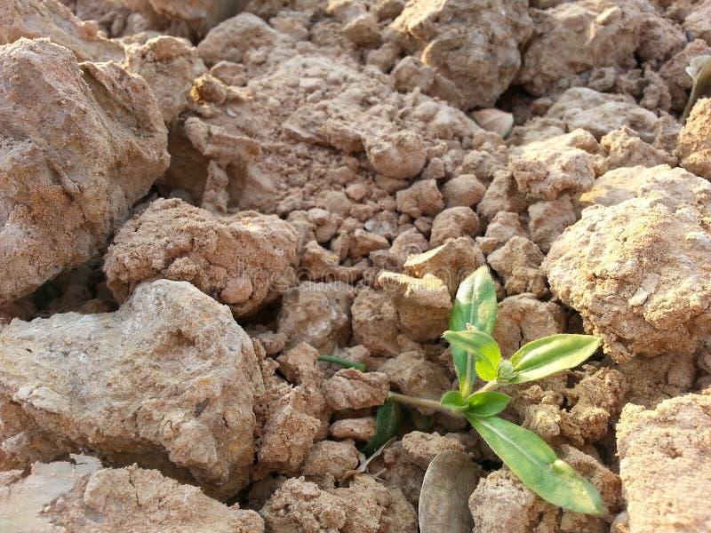 Clod of earth stock photo. Image of land, earth, clod - 48274798