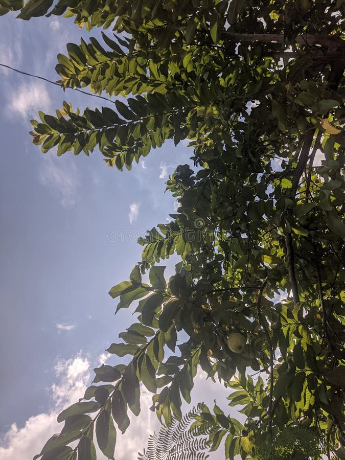 Clode morning flower leaf stock photo. Image of tree - 269039872