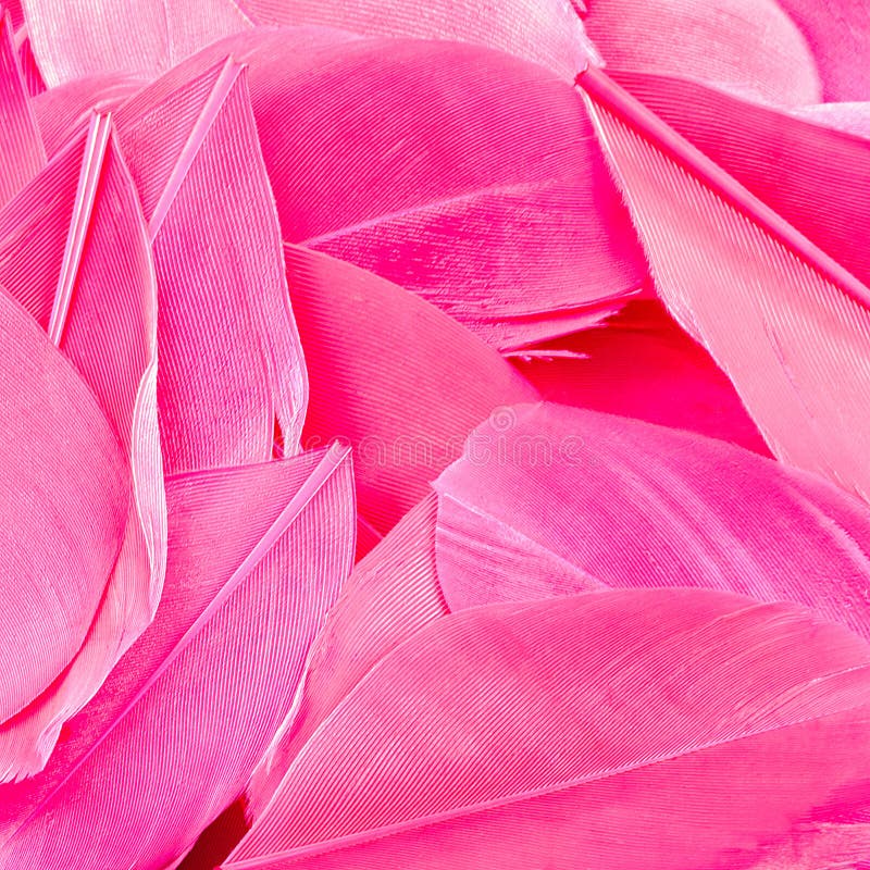 Colorful feathers stock image. Image of closeup, bird - 27996443